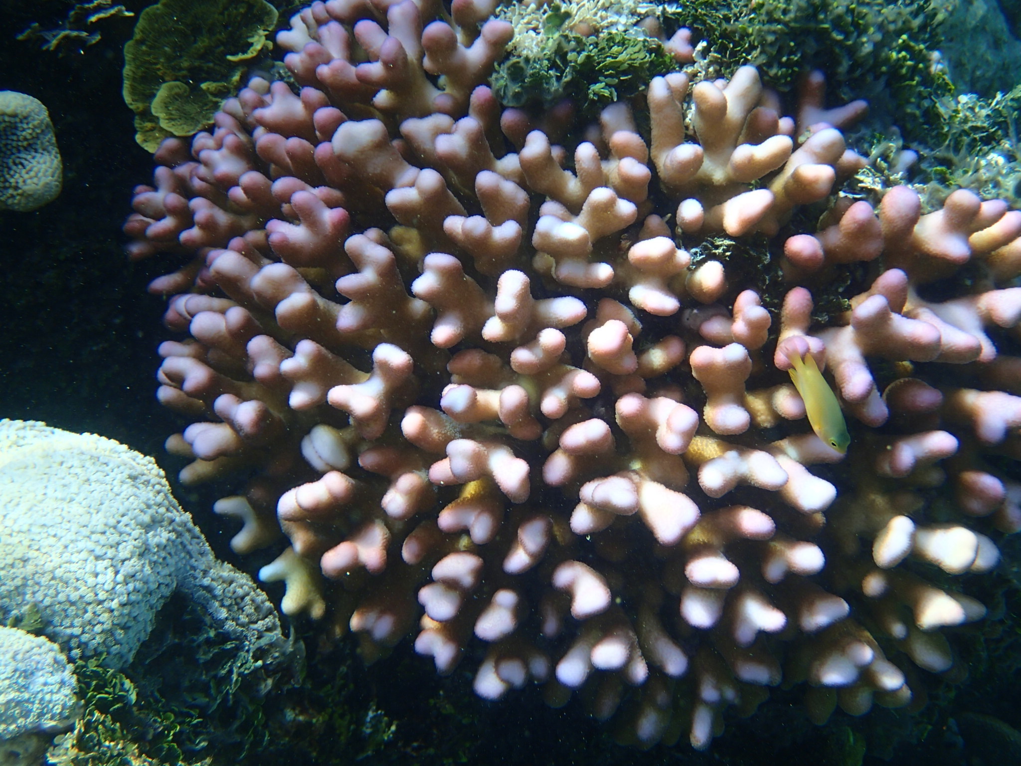 Stylophora subseriata (Ehrenberg, 1834)