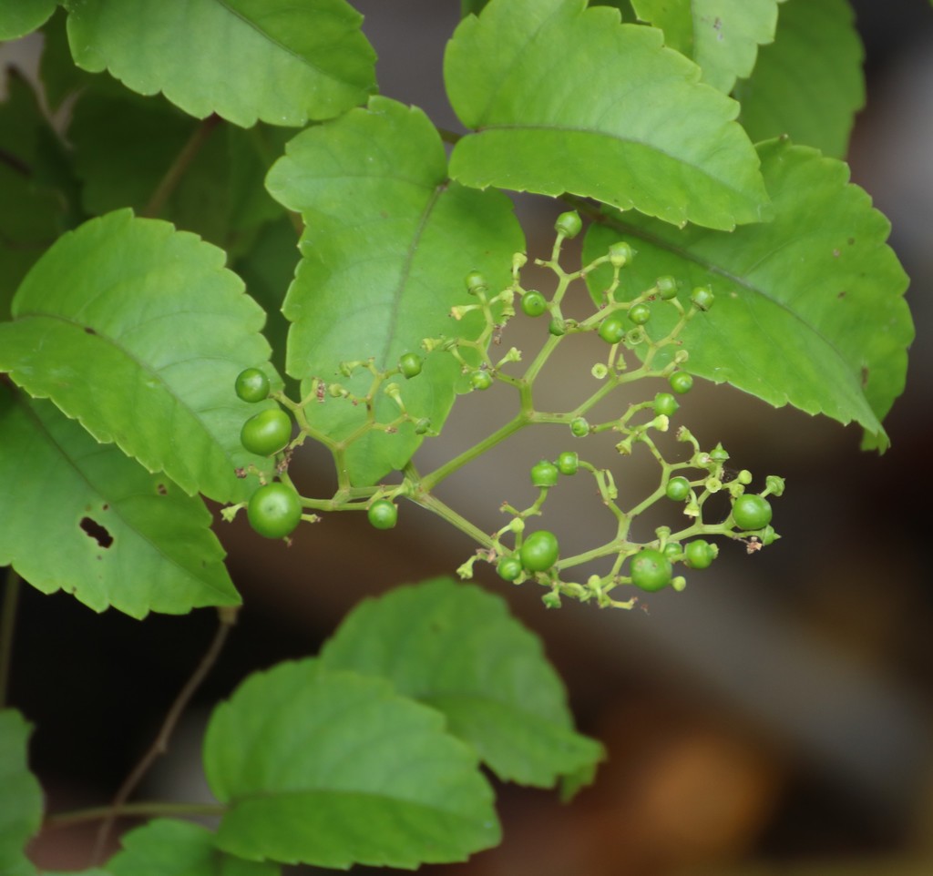 Three-Leaved Wild Vine (Causonis trifolia) - Botanical Realm