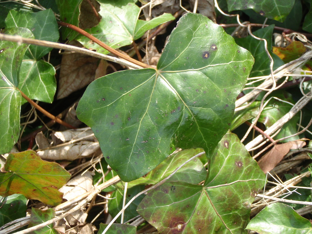 common ivy from Formby, Liverpool L37, UK on April 10, 2020 at 01:31 PM ...