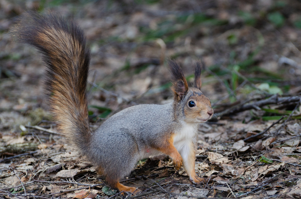 Central Russian Red Squirrel (Sciurus vulgaris ognevi) - Know Your Mammals