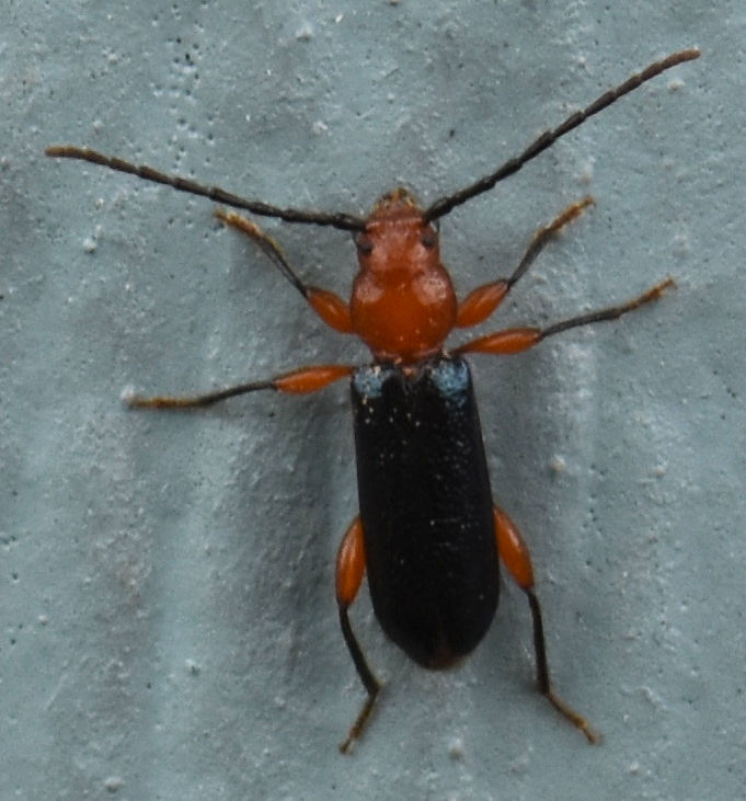 Phymatodes amoenus (Say, 1824)