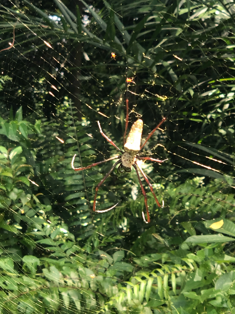 Batik Golden Web Spider from Telok Blangah on April 04, 2020 at 03:20 ...