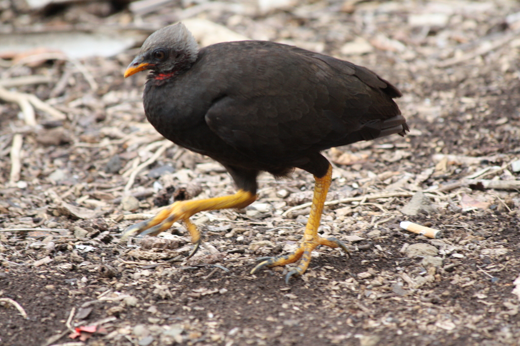 Micronesian Megapode (Megapodius laperouse) - Avian Discovery