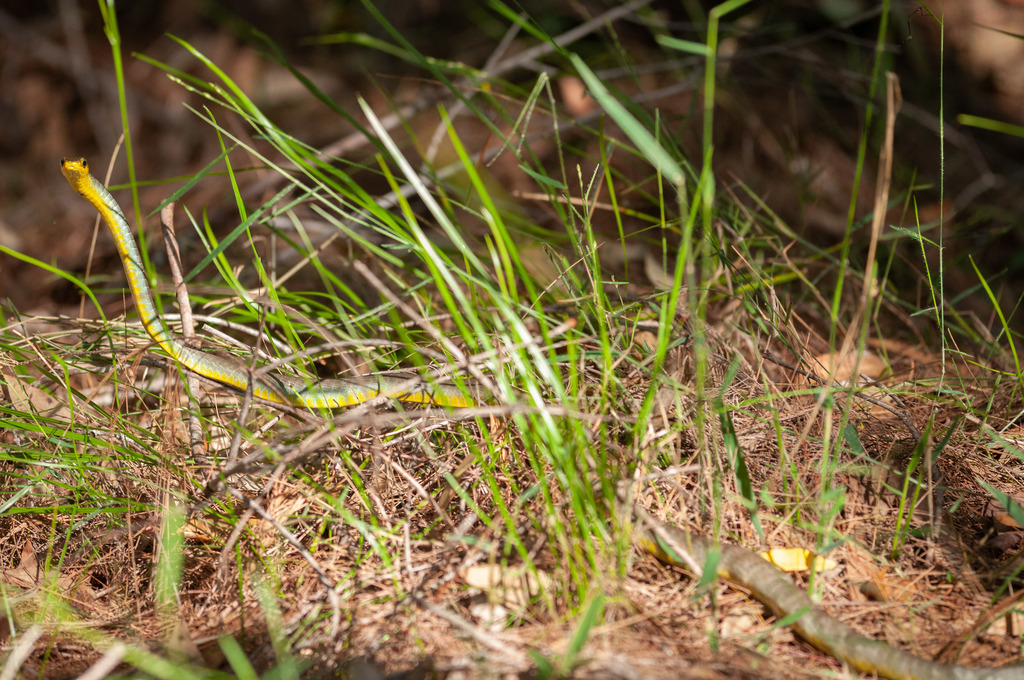 Common Tree Snake from Alexandra Hills, Queensland, Australia on April ...