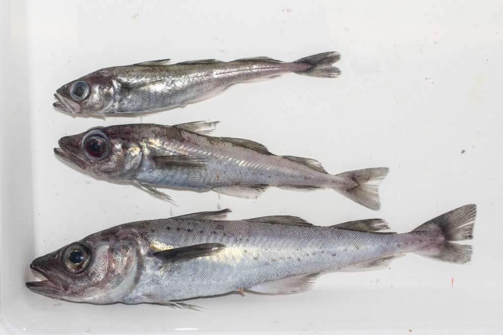 (Gadoidei) - Marine Life Identification