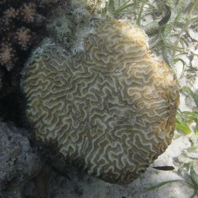 Platygyra daedalea (Ellis & Solander, 1786)