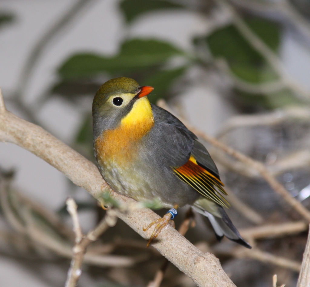 Red-billed Leiothrix (Birds of Hawaii Volcanoes National Park ...
