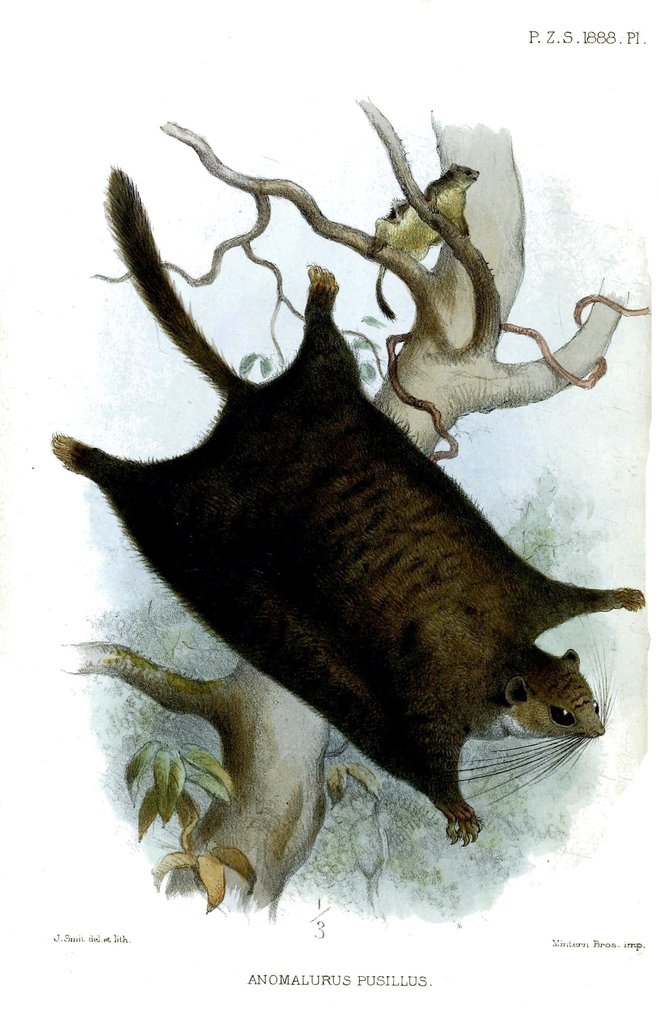 Typical Anomalures (Anomalurus) - Know Your Mammals