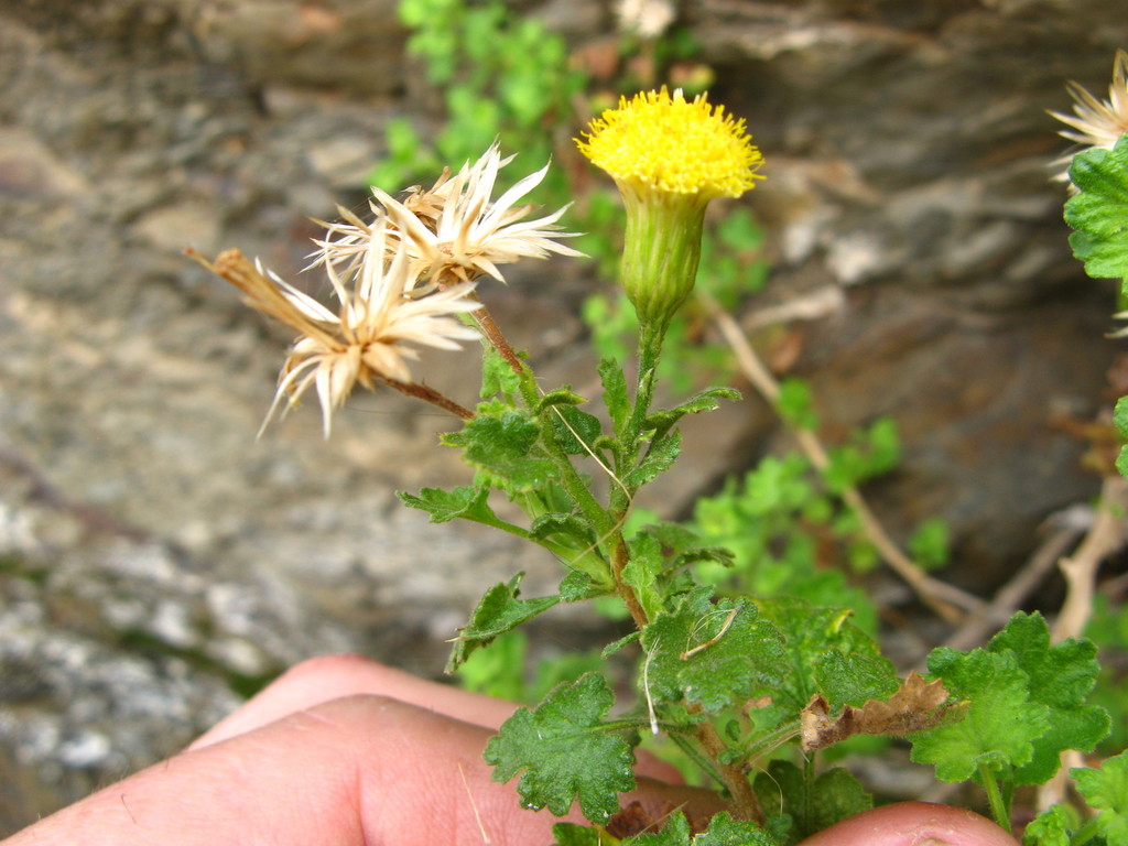 (Pentatrichia petrosa) - Botanical Realm