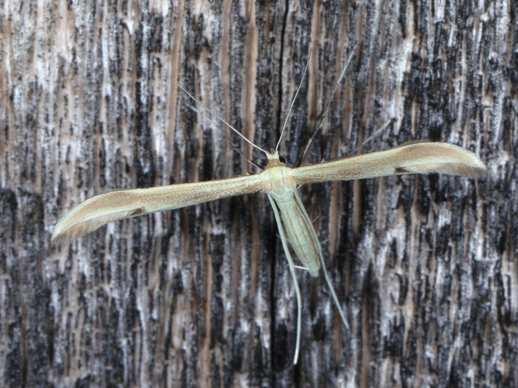 American Straw-colored Plume Moths from Saint-Narcisse, Grand lac Shaw ...