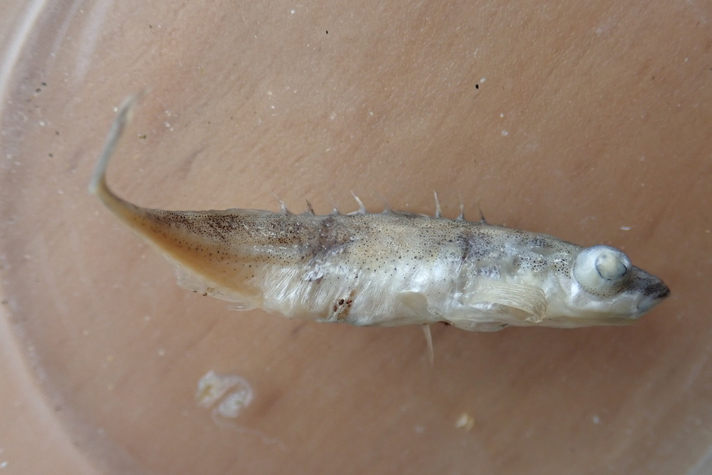 Ninespine Stickleback from Namewaminikan River, Thunder Bay District ...