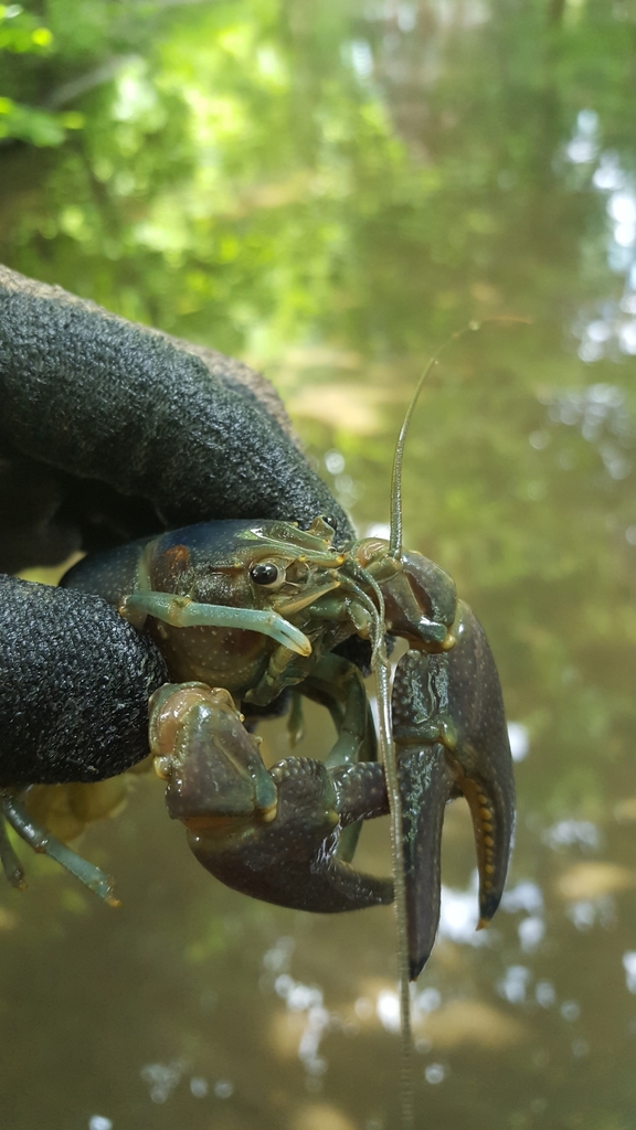 Rusty Crayfish from Georgetown on June 19, 2016 at 09:29 AM by Joe ...