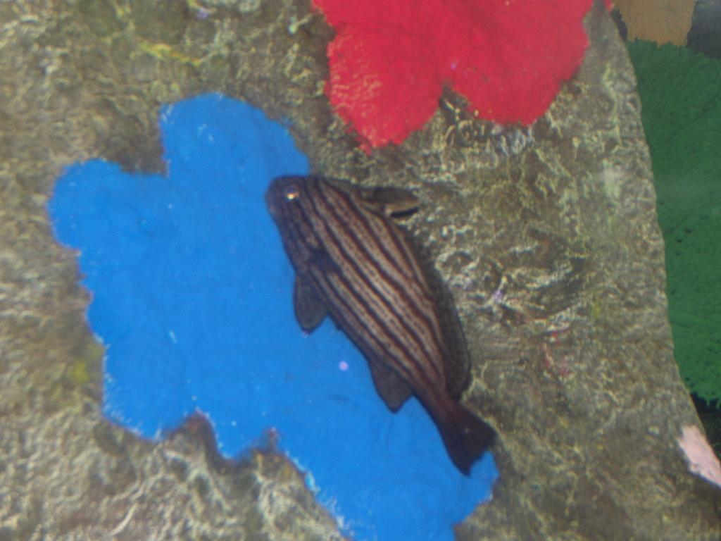 Cubbyu (Pareques umbrosus) - Marine Life Identification