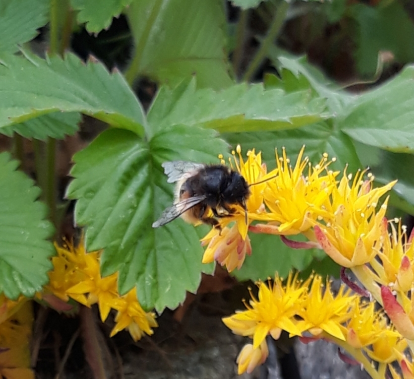 European Orchard Bee from Via del Luccio, 25, 44123 Francolino FE ...