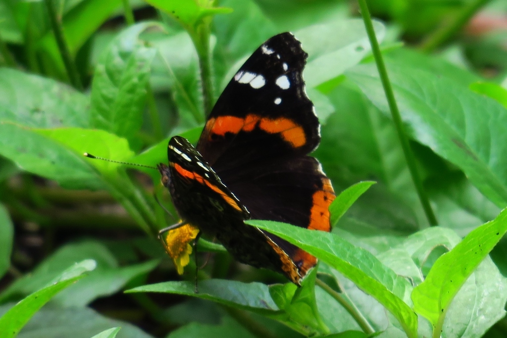 Red Admiral from Mandolin Village, TX 77070, USA on April 11, 2020 at ...
