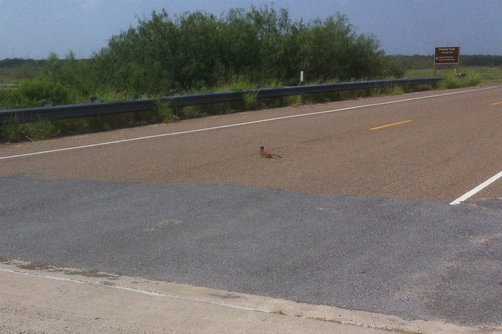 Long-tailed Weasel from Cayo Atascosa Bridge, Laguna Atascosa NWR ...