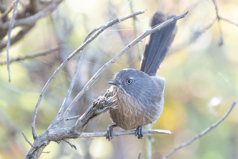 Camea (Aves de la Pop89) · iNaturalist