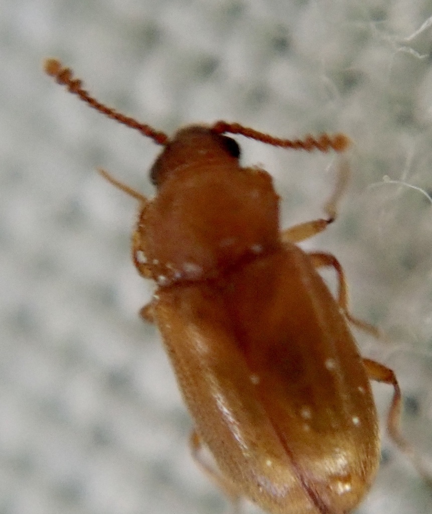 Cryptophagus in April 2020 by Paul Cook. Beaten from Cherry Laurel ...