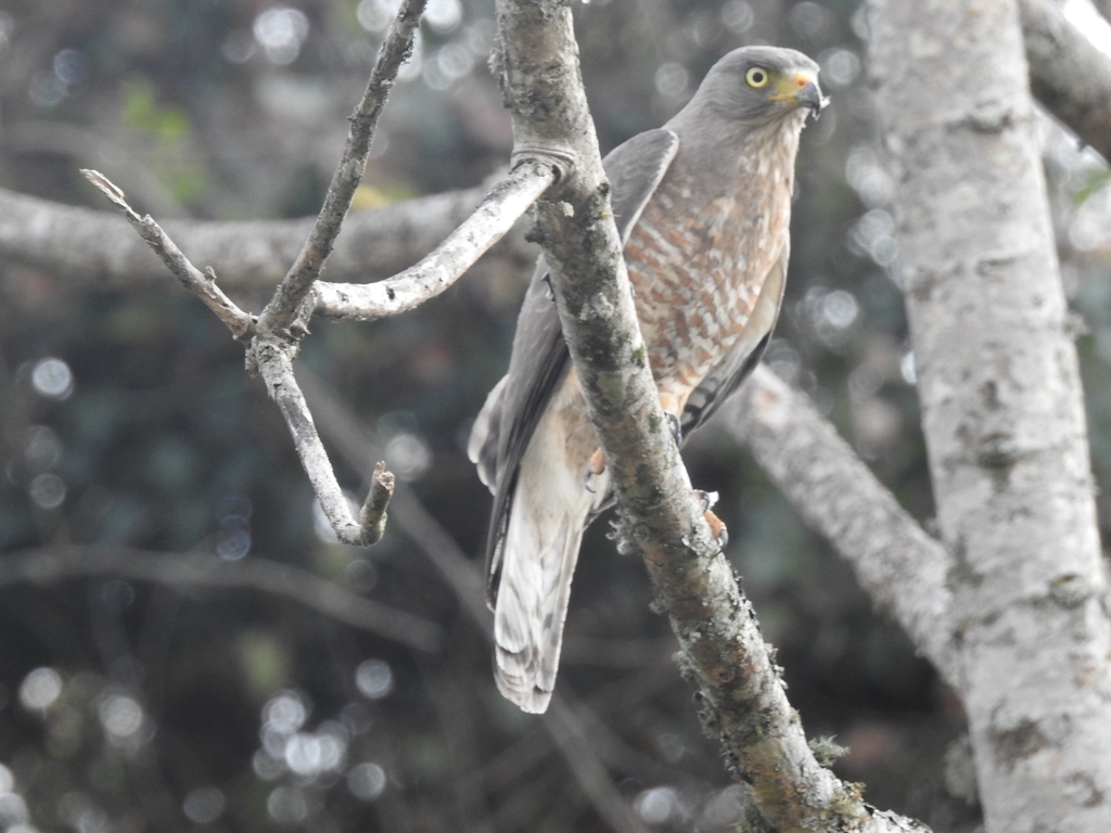 Roadside Hawk from Xalapa 2000, 91097 Xalapa-Enríquez, Ver., México on ...