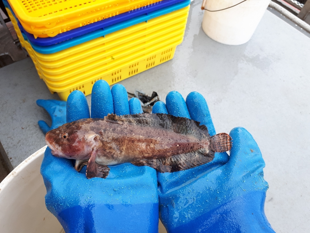 Snailfish