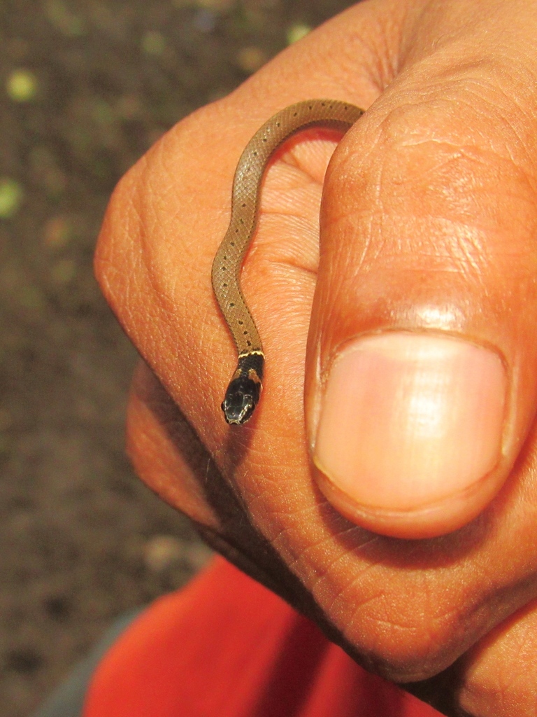Black-headed snake in July 2017 by Mohit Patel. This Photo taken when ...