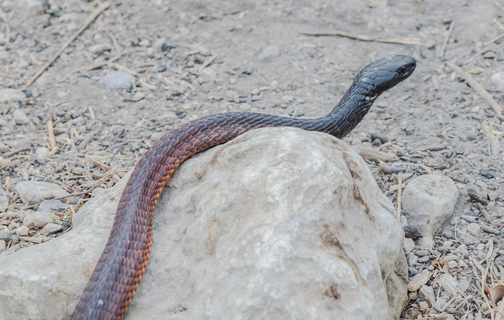 Arabian Cobra (Naja arabica) - Snakes and Lizards
