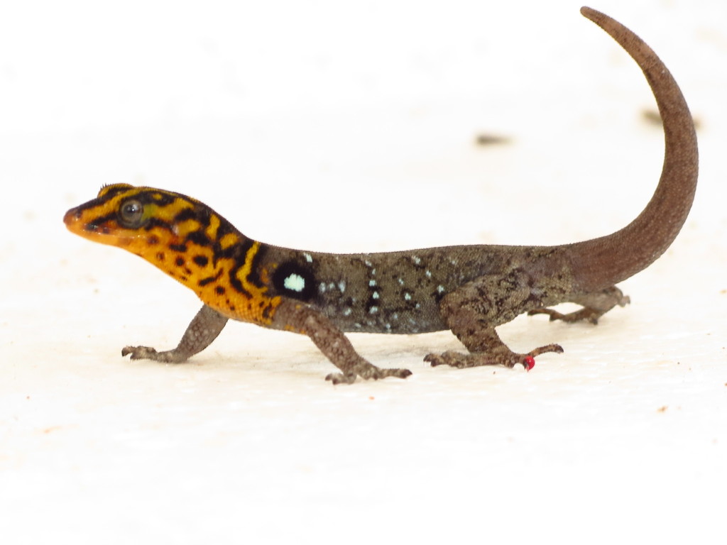 Shieldhead Gecko from Cerro Sama Mumbes Guineales, Babahoyo, Ecuador on ...