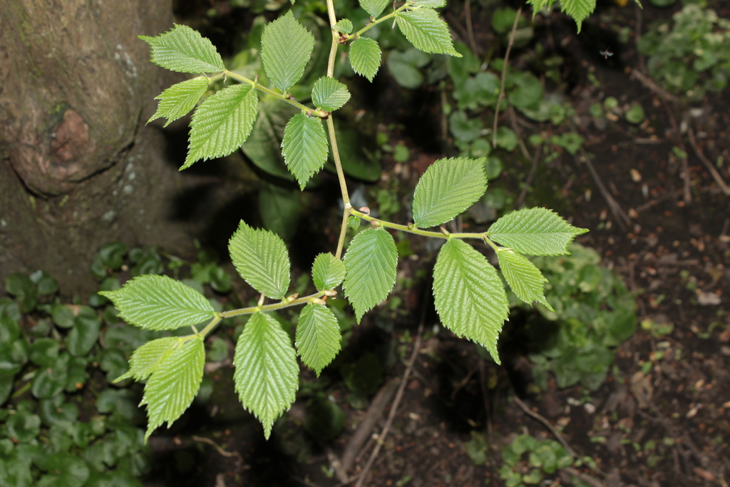 Wych Elm from Newton-le-Willows, UK on April 11, 2020 at 04:26 PM by ...
