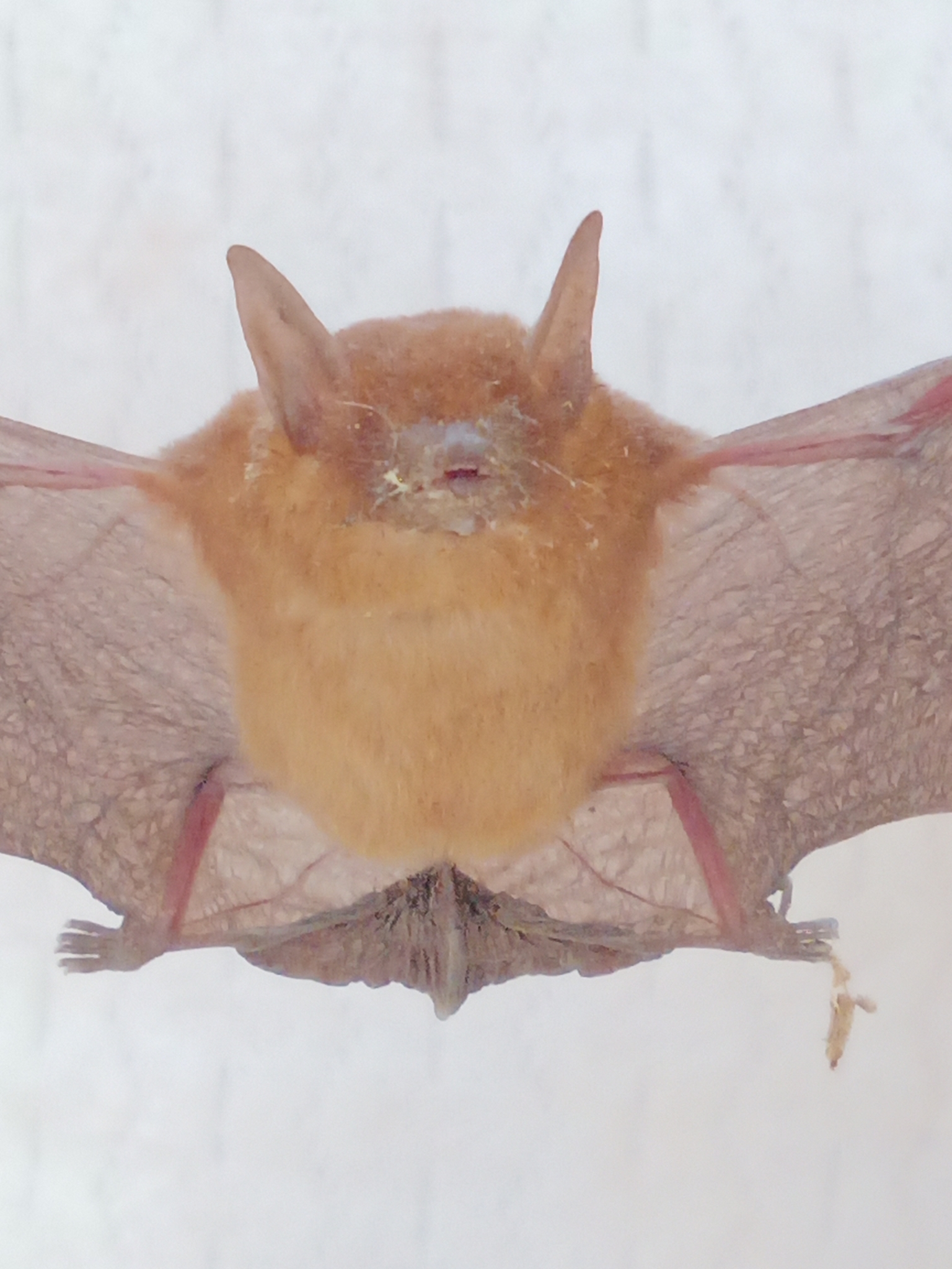 Rhogeessa tumida H.Allen, 1866