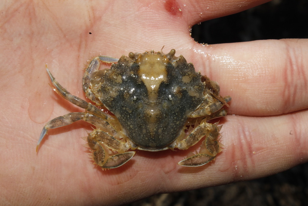 Portumnus lysianassa from Περιφέρεια Βορείου Αιγαίου, Ελλάδα on April ...