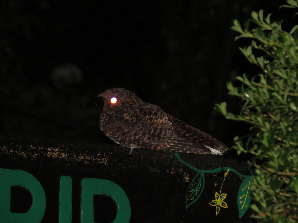 Dusky Nightjar from San José Province, Copey District, Costa Rica on ...