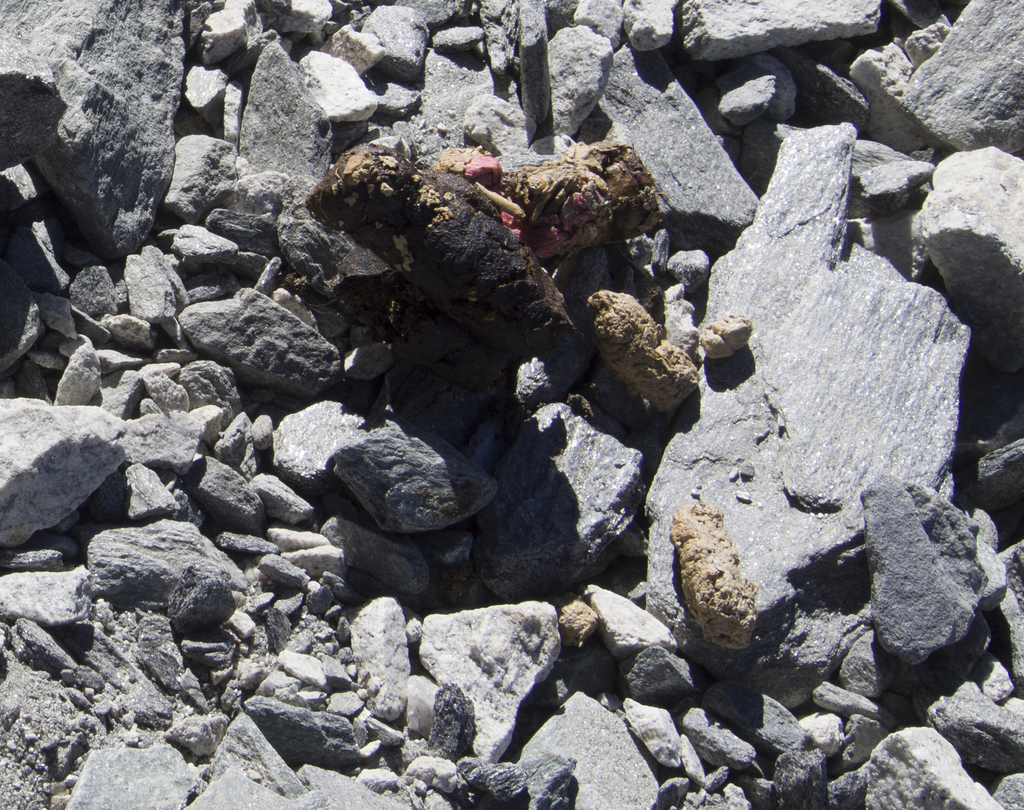 Snow Leopard in November 2016 by durlich. Is this snow leopard scat ...