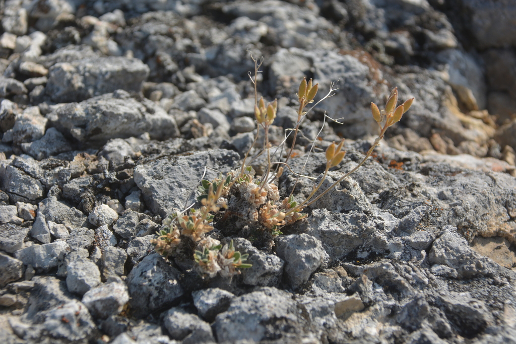 Alpine Whitlow-grass from Приуральский р-н, Ямало-Ненецкий автономный ...