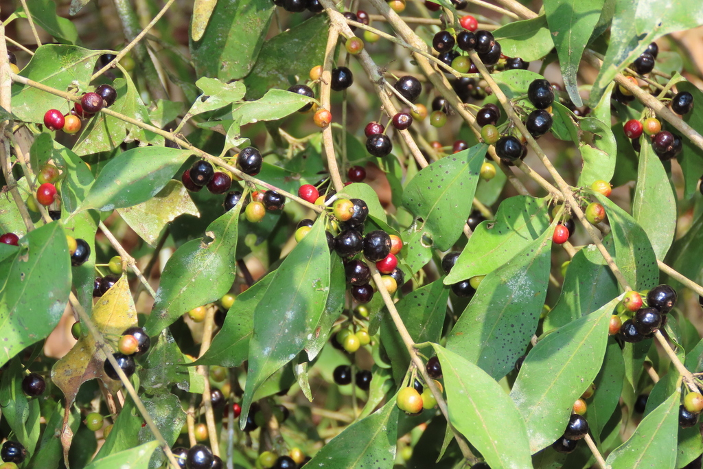 Eugenia capuli from Catemaco, Ver., México on April 6, 2020 at 02:32 PM ...