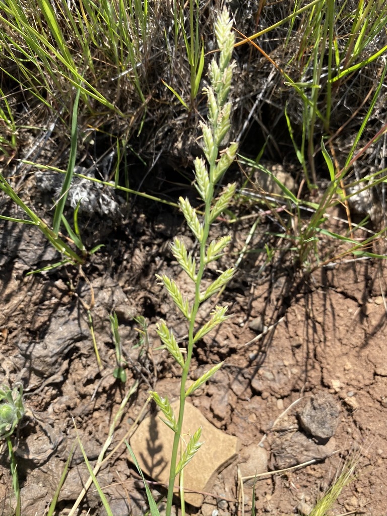 Ryegrasses from Tehama, California, United States on April 12, 2020 at ...
