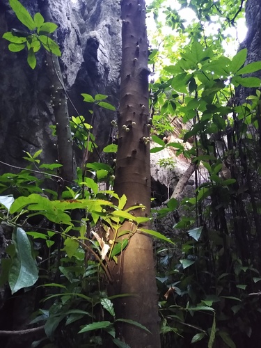 Ficus copiosa · iNaturalist United Kingdom