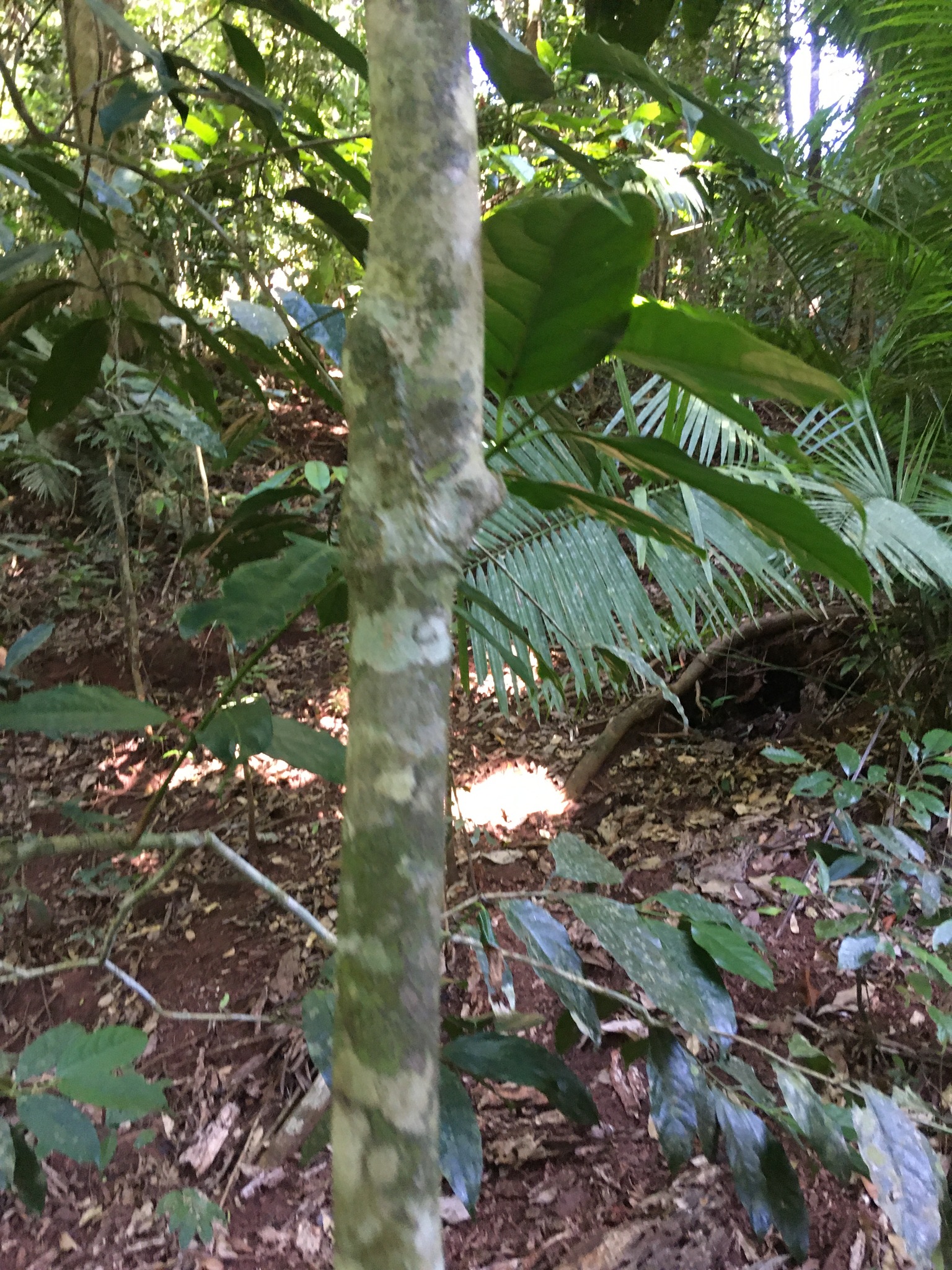 Idiospermum S.T.Blake