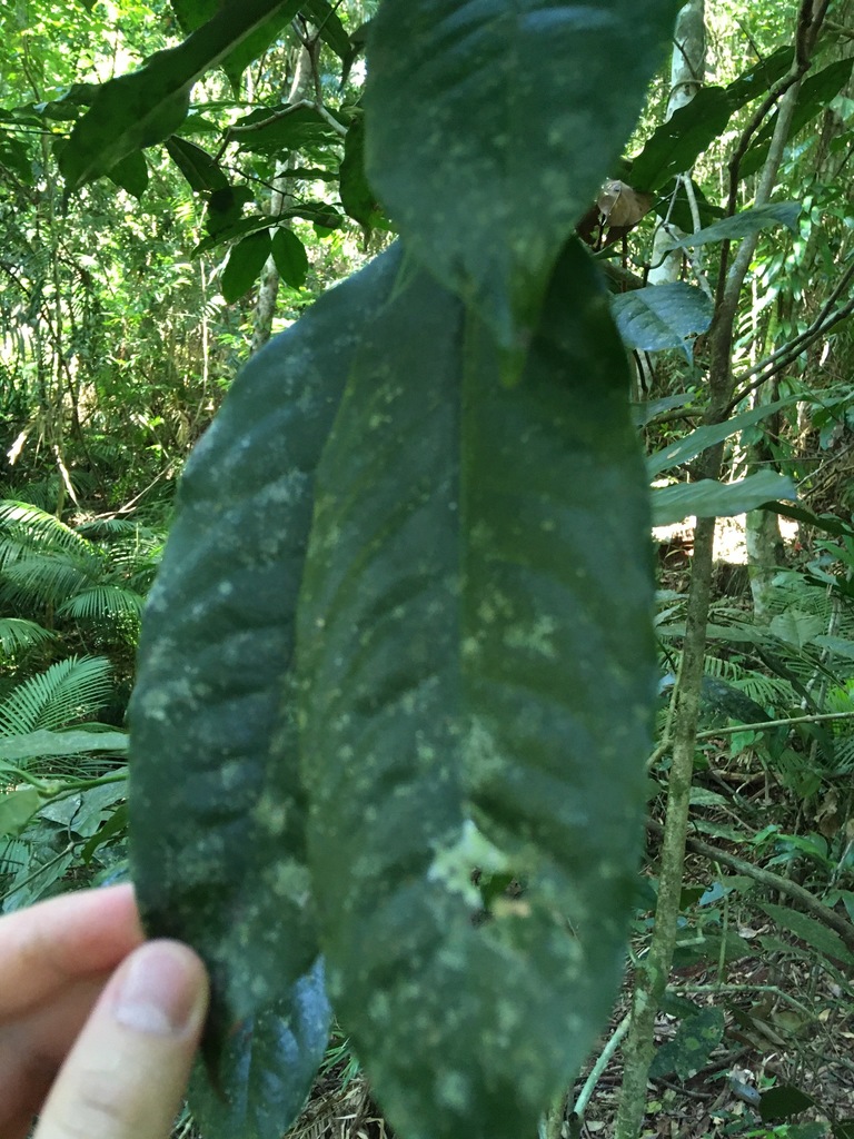Idiotfruit (Idiospermum australiense) - Botanical Realm