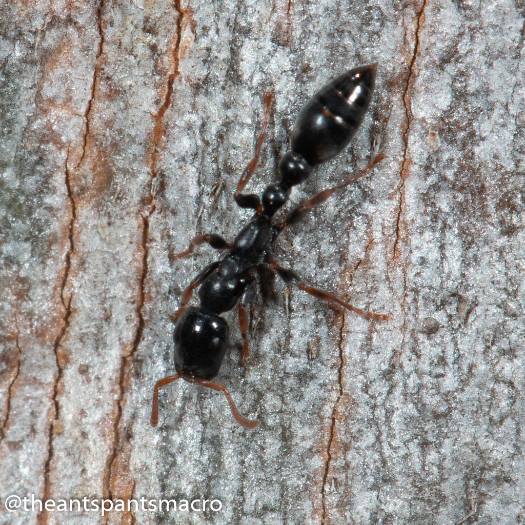 Savanna Black Tree Ant from Brisbane QLD, Australia on October 31, 2019 ...
