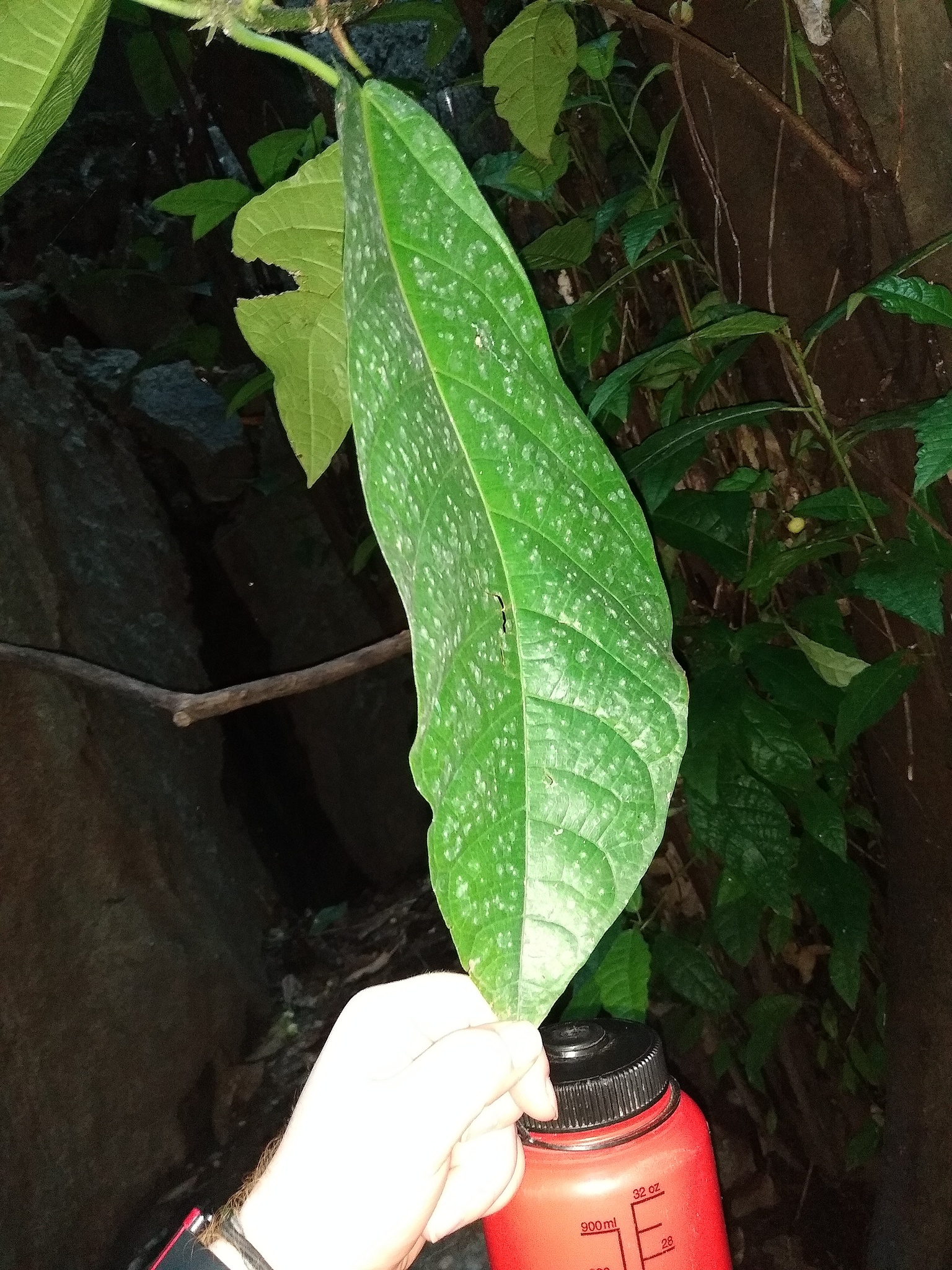 Ficus copiosa Steud.