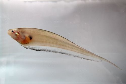 Glass Knifefishes (Family Sternopygidae) · iNaturalist United Kingdom