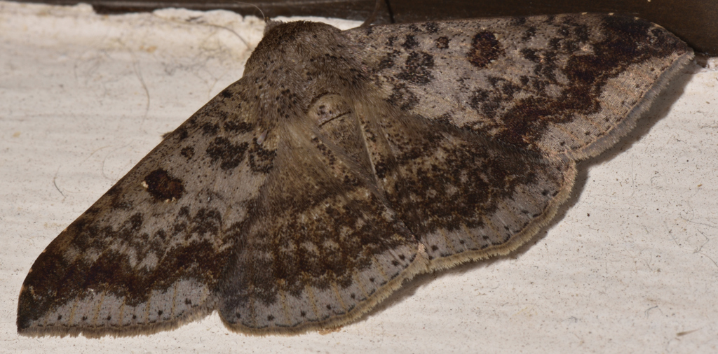 Ericeia from Stirling, East London, 5241, South Africa on April 12 ...