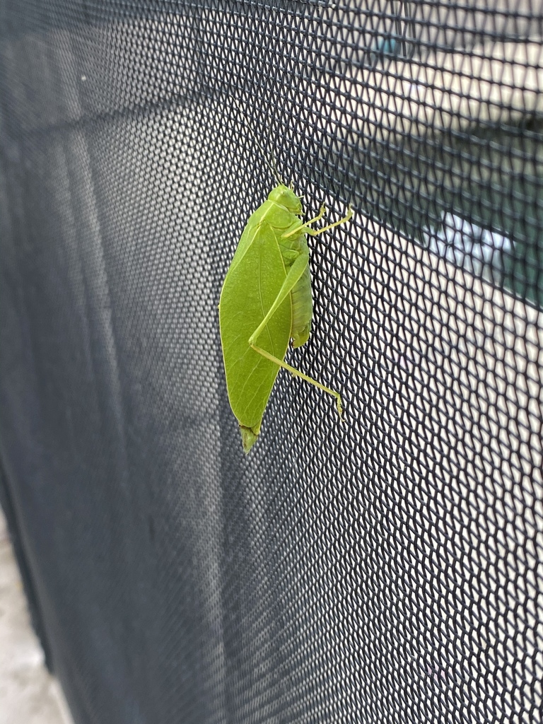 Greater Anglewing from E Harwell Rd, Gilbert, AZ, US on April 13, 2020 ...