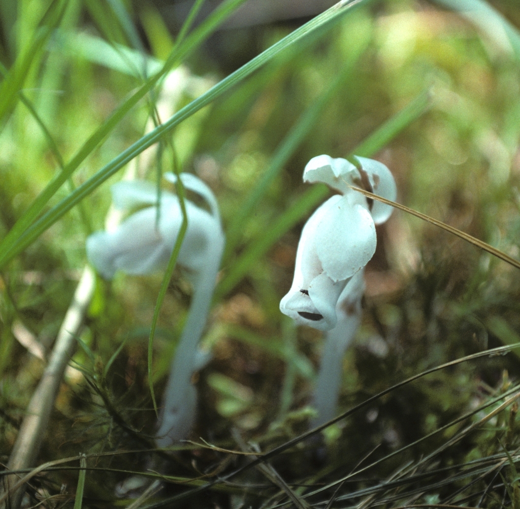 Monotropastrum humile from Nemuro, Hokkaido, Japan on July 8, 1993 at ...
