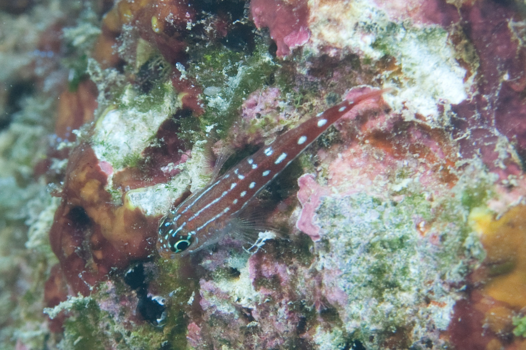 Maldives Triplefin (Helcogramma maldivensis) - Marine Life Identification
