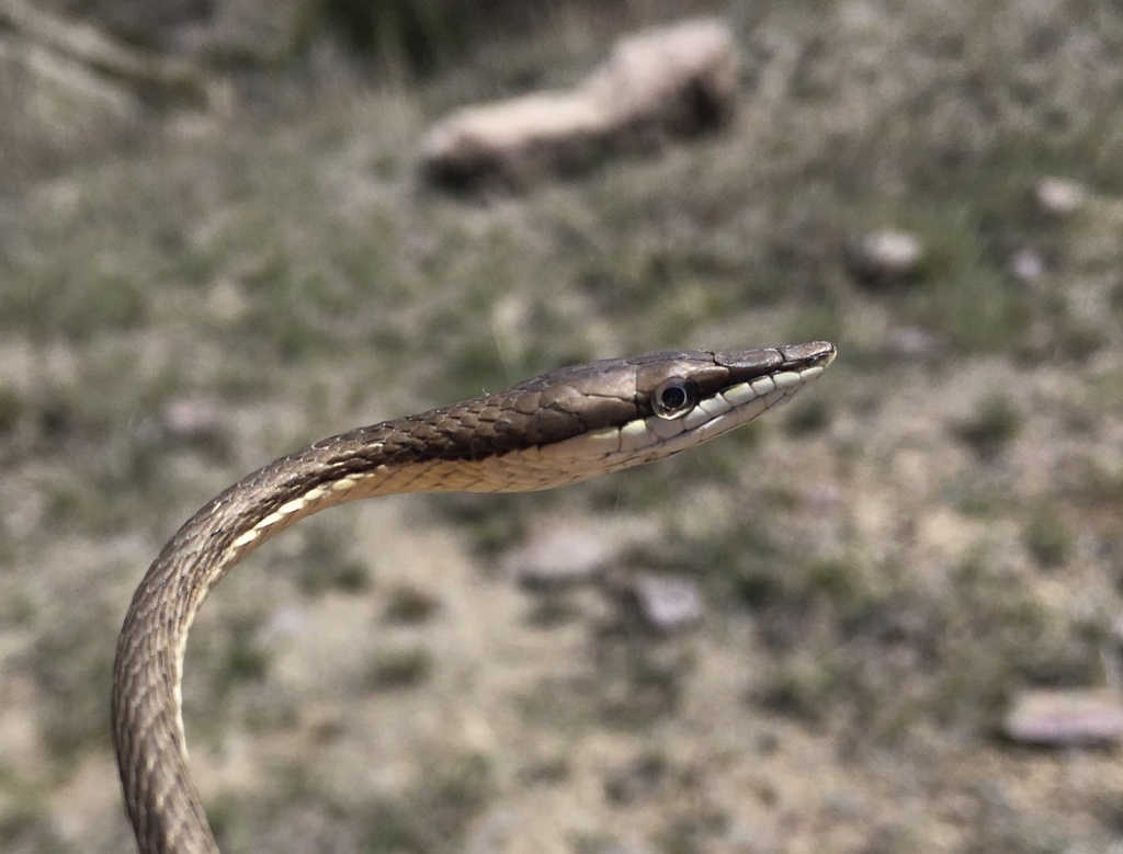 Oxybelis microphthalmus from Coronado National Forest, Tubac, AZ, US on ...