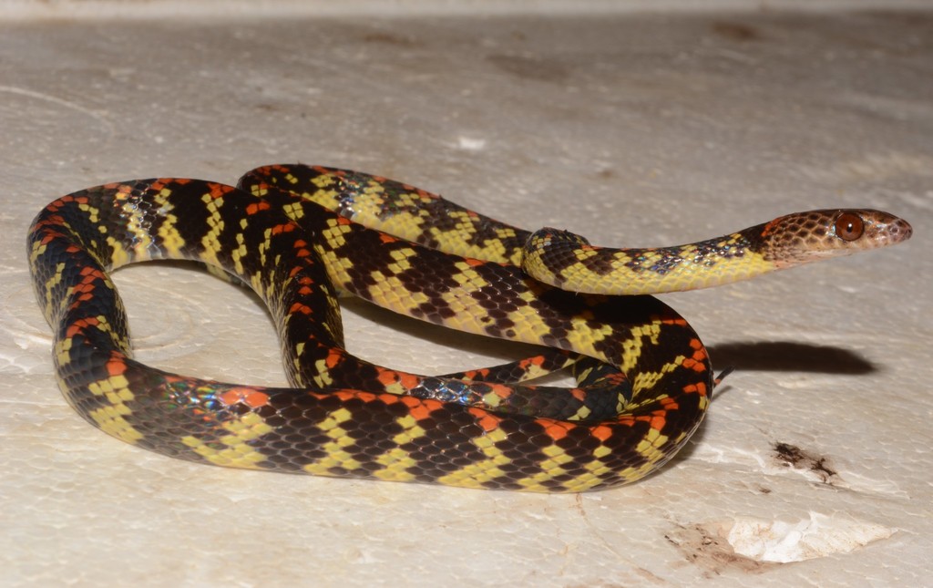 Panama Spotted Night Snake from Pindo, Orellana on December 12, 2017 at ...