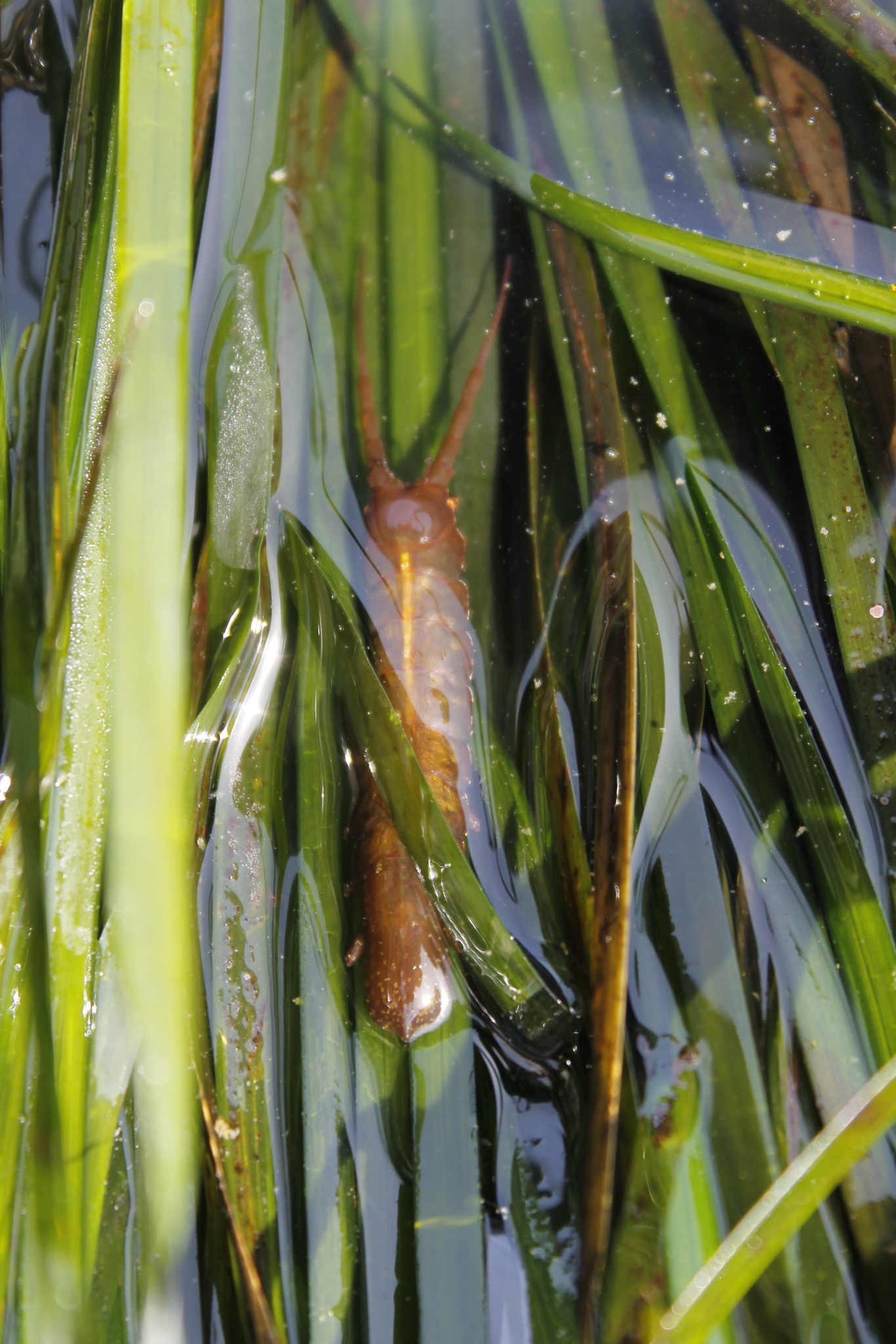 Pentidotea montereyensis Maloney, 1933
