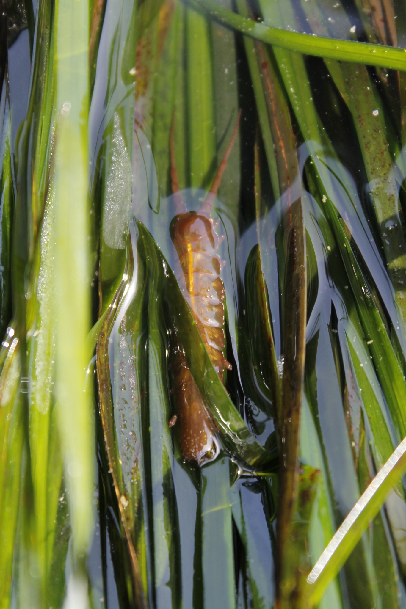 Pentidotea montereyensis Maloney, 1933