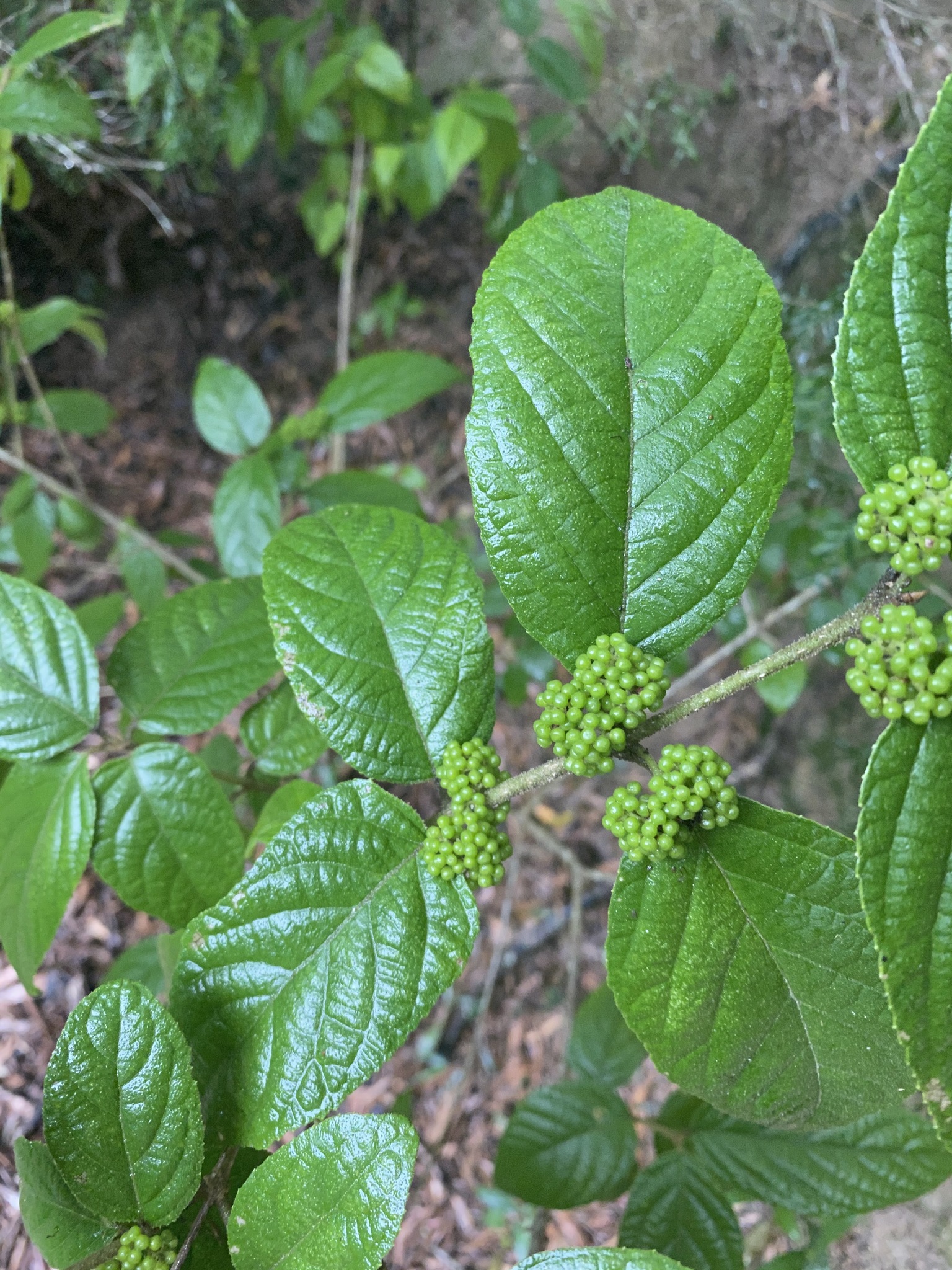 Callicarpa candicans (Burm.f.) Hochr.